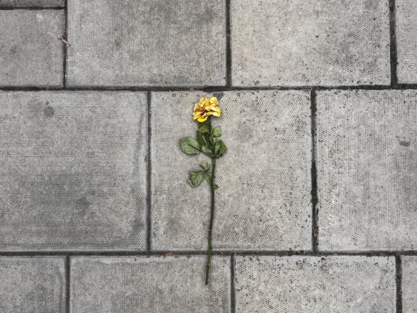 The Rose that Grew from Concrete Poem (By Tupac Shakur)